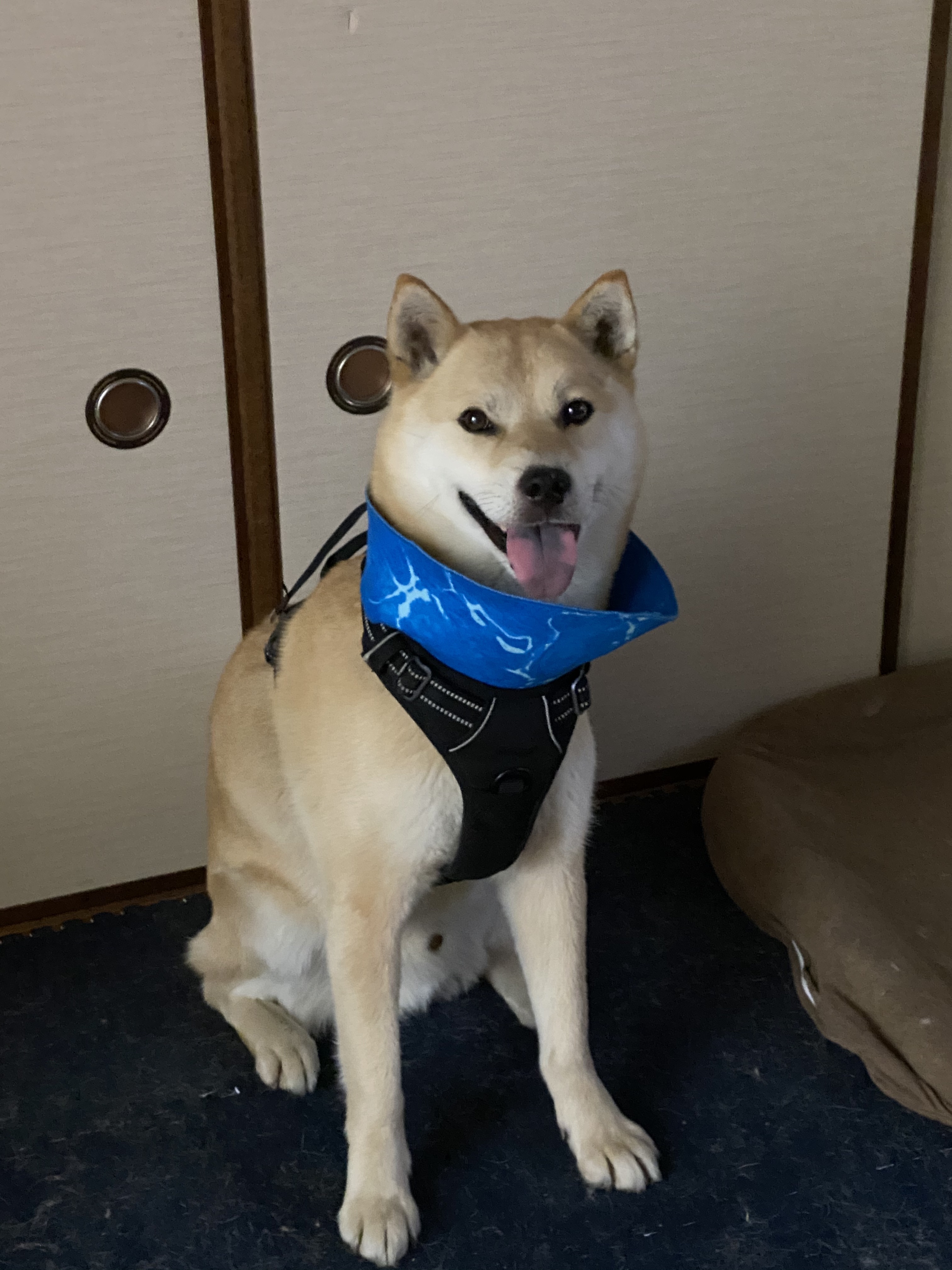 Dog Days of Kyoto Summer – Dogs World