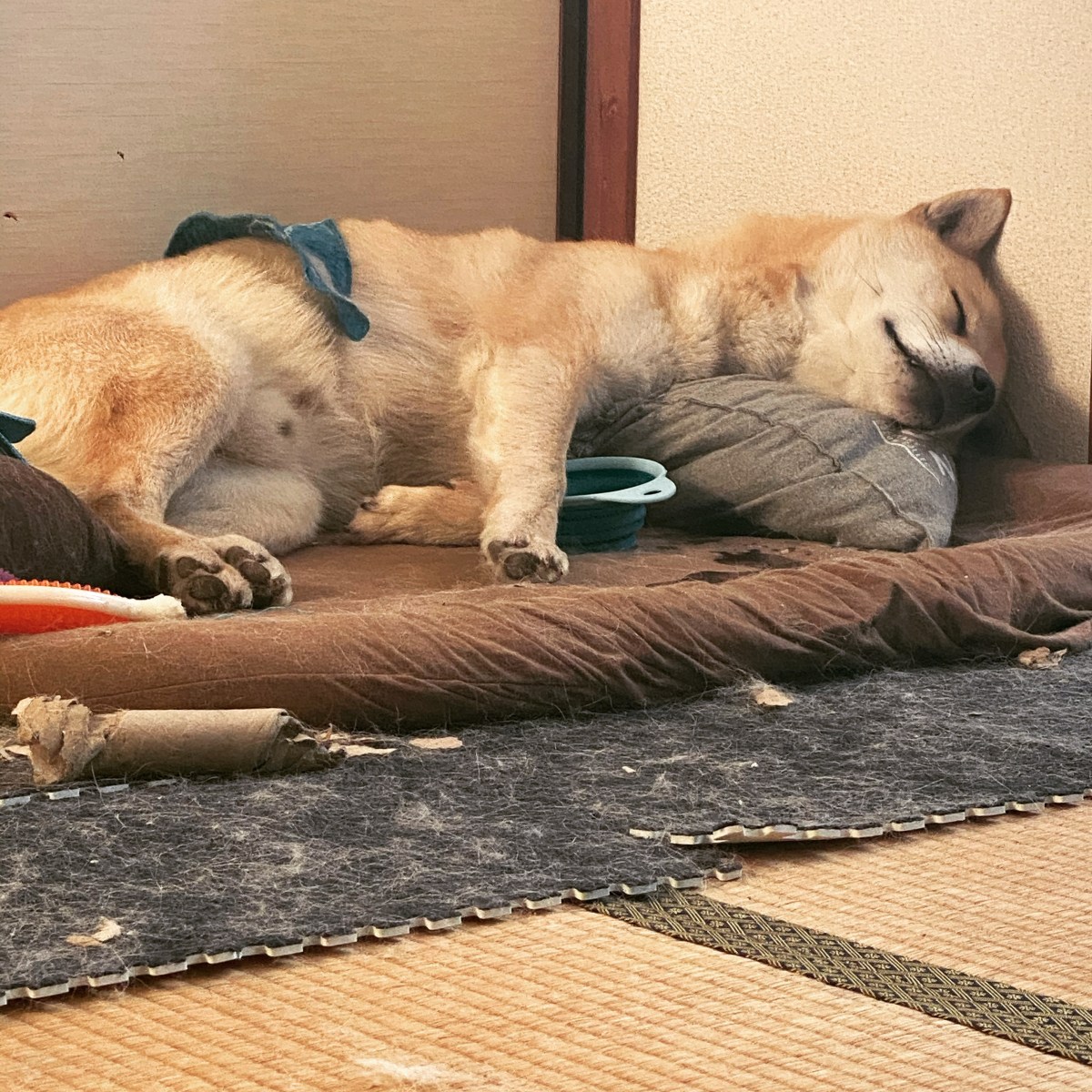 We’re Melting! – Dogs World